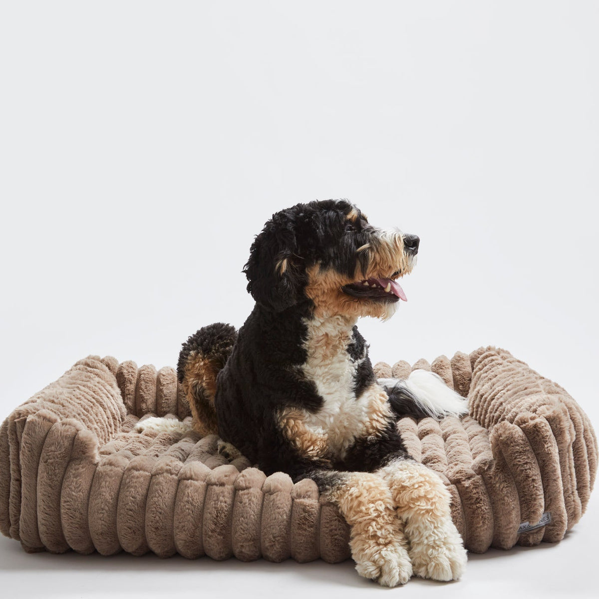 Corduroy Taupe Big Dog XL Ortho Lounge – Sage & Sill